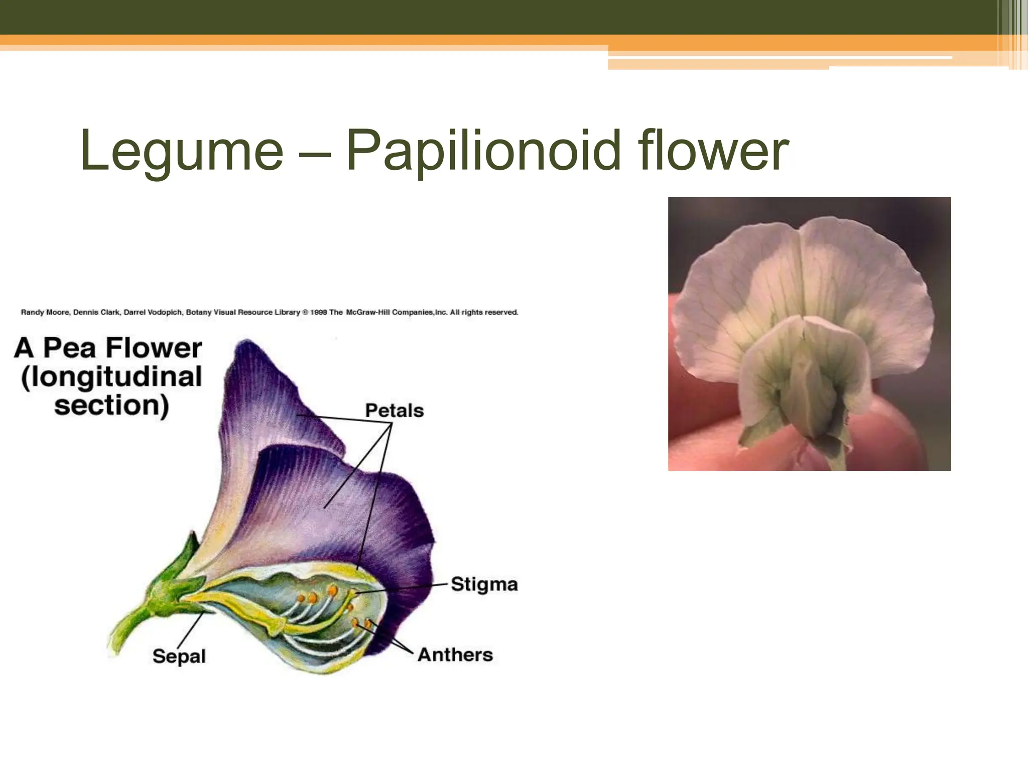 2. Classification and importance of leguminous crops | PPT