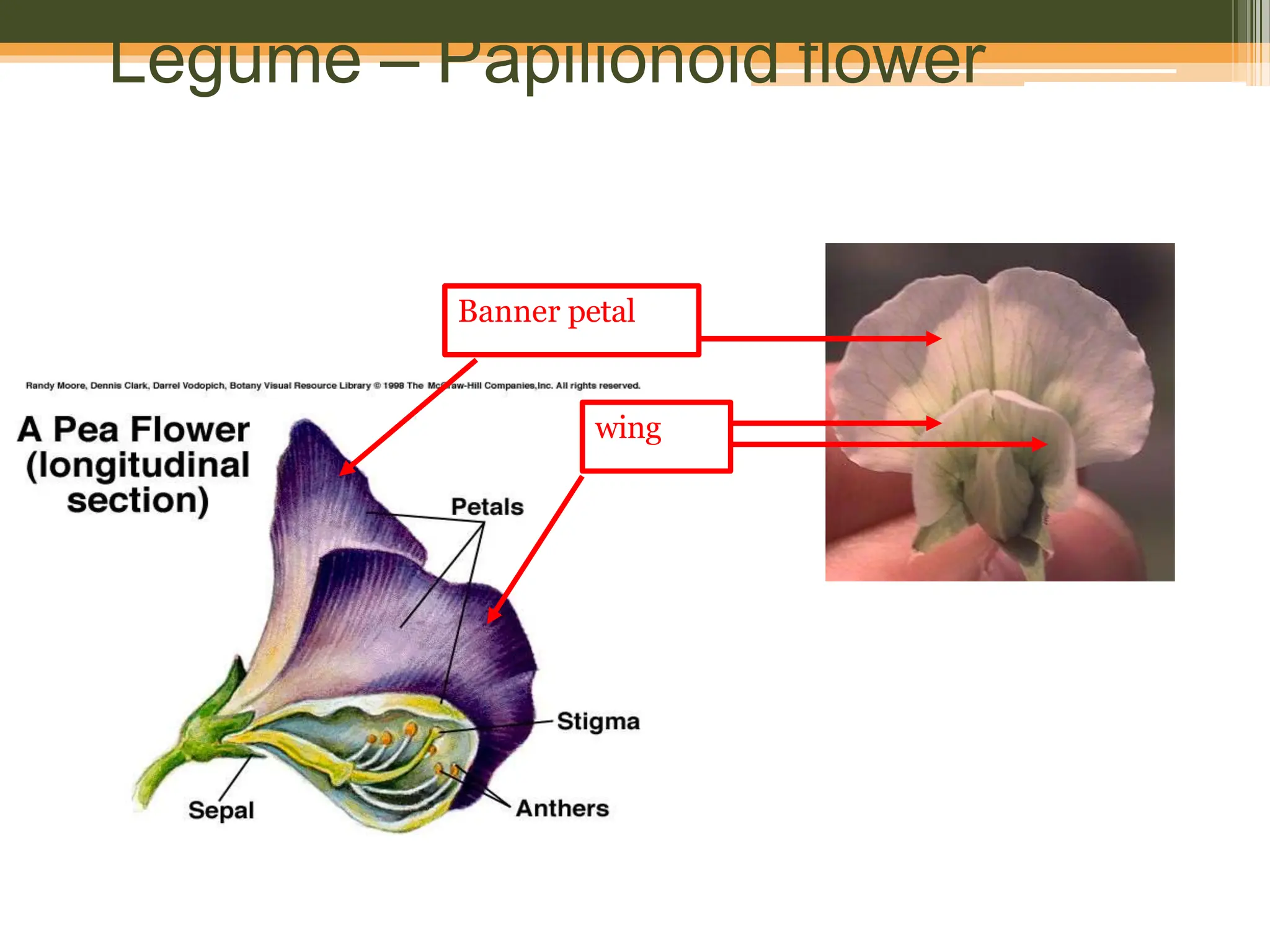 2. Classification and importance of leguminous crops | PPT