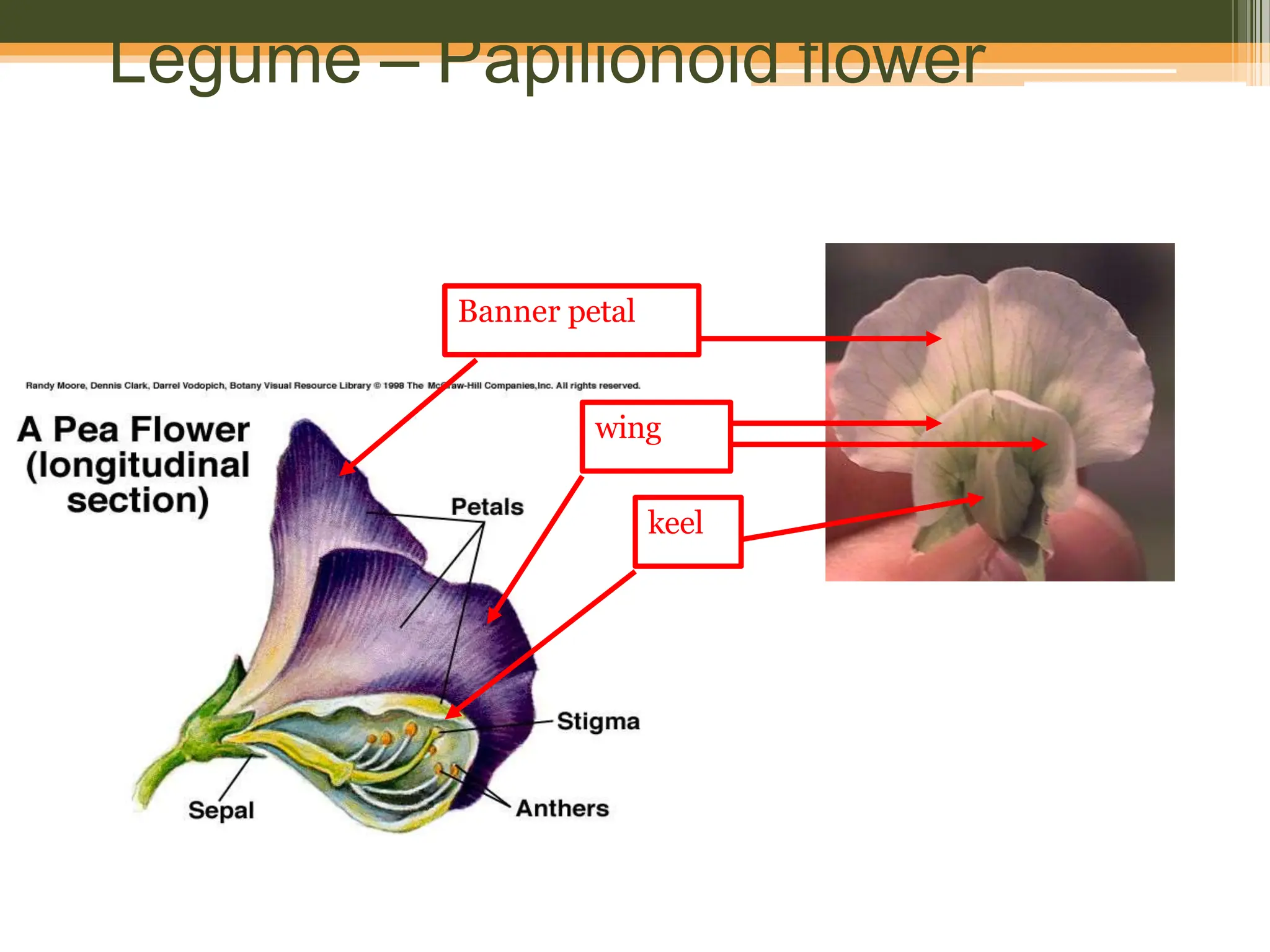 2. Classification and importance of leguminous crops | PPT