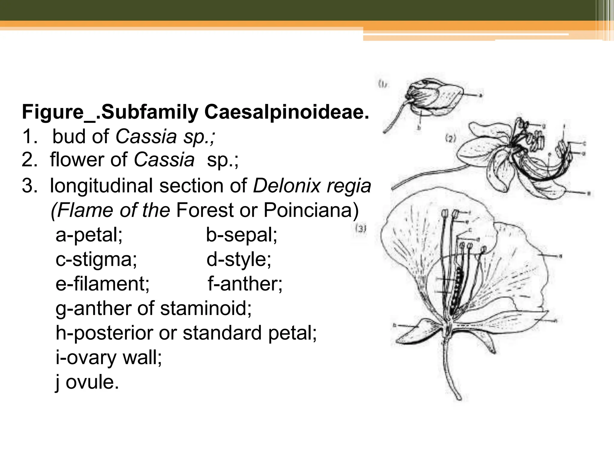 2. Classification and importance of leguminous crops | PPT