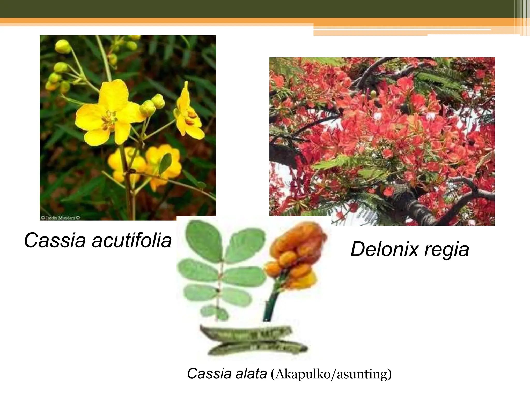 2. Classification and importance of leguminous crops | PPT