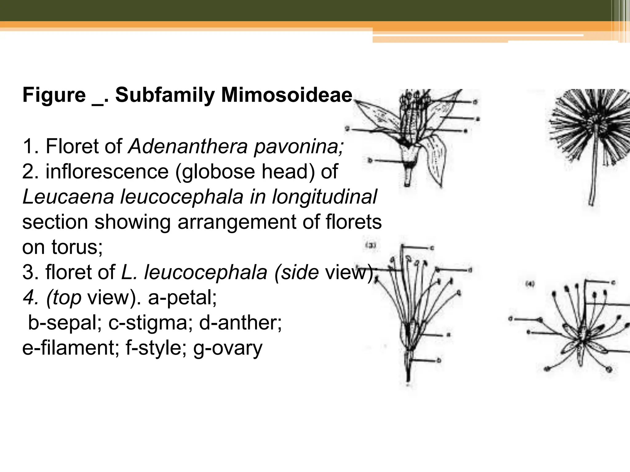 2. Classification and importance of leguminous crops | PPT