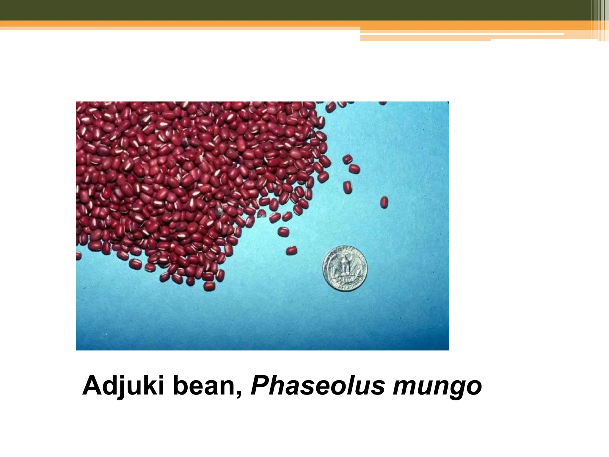 2. Classification and importance of leguminous crops | PPT