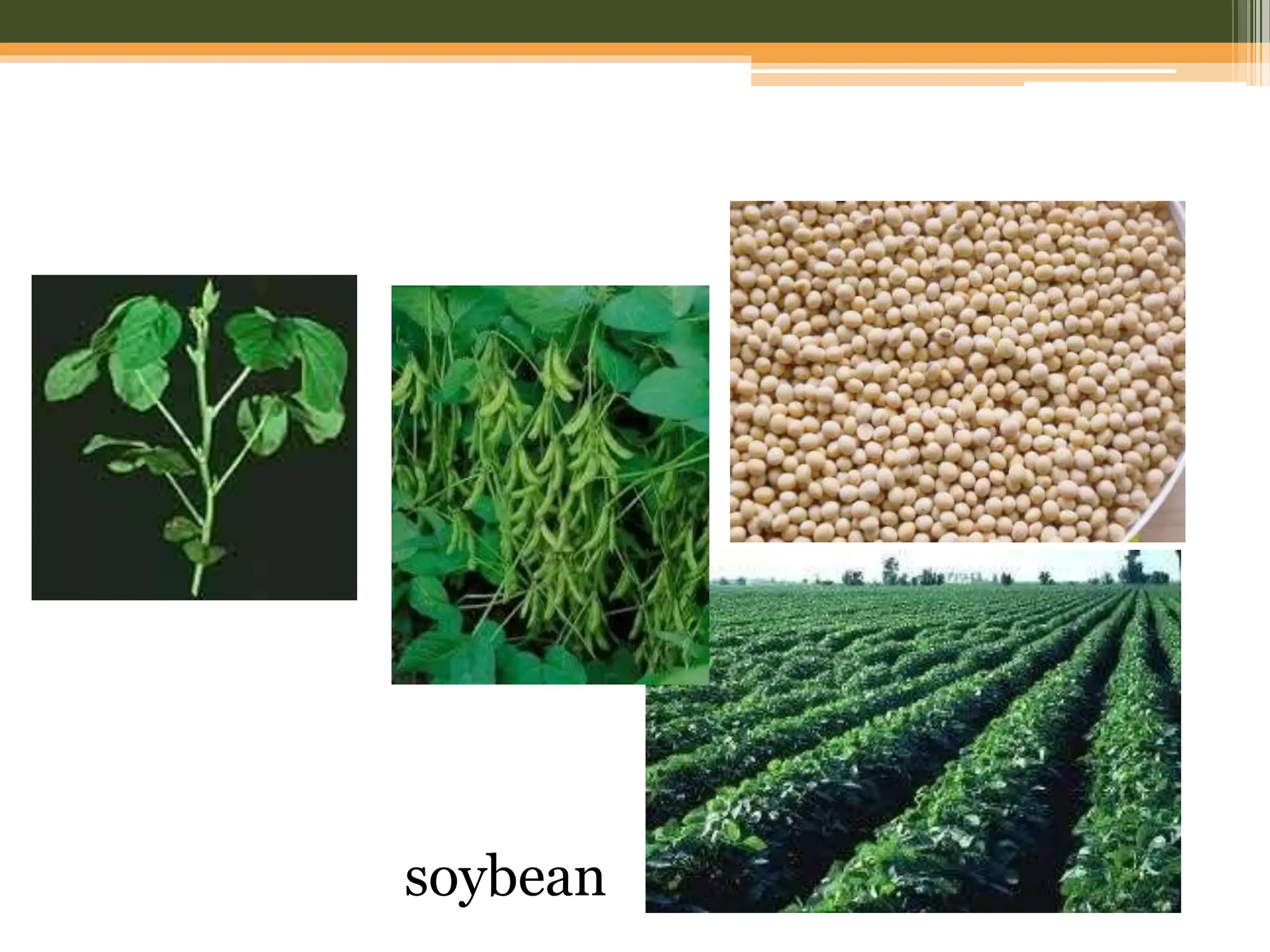 2. Classification and importance of leguminous crops | PPT