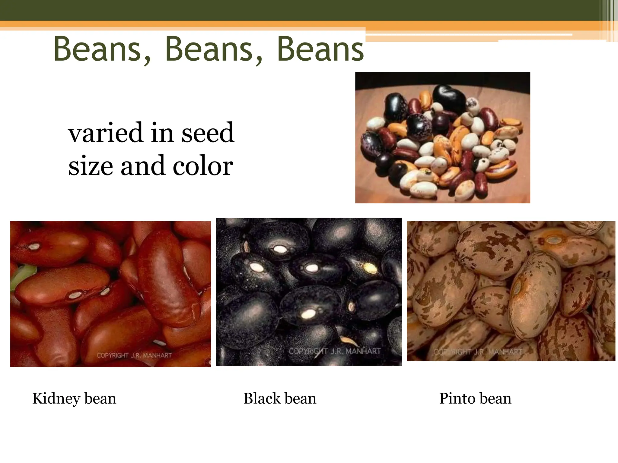 2. Classification and importance of leguminous crops | PPT