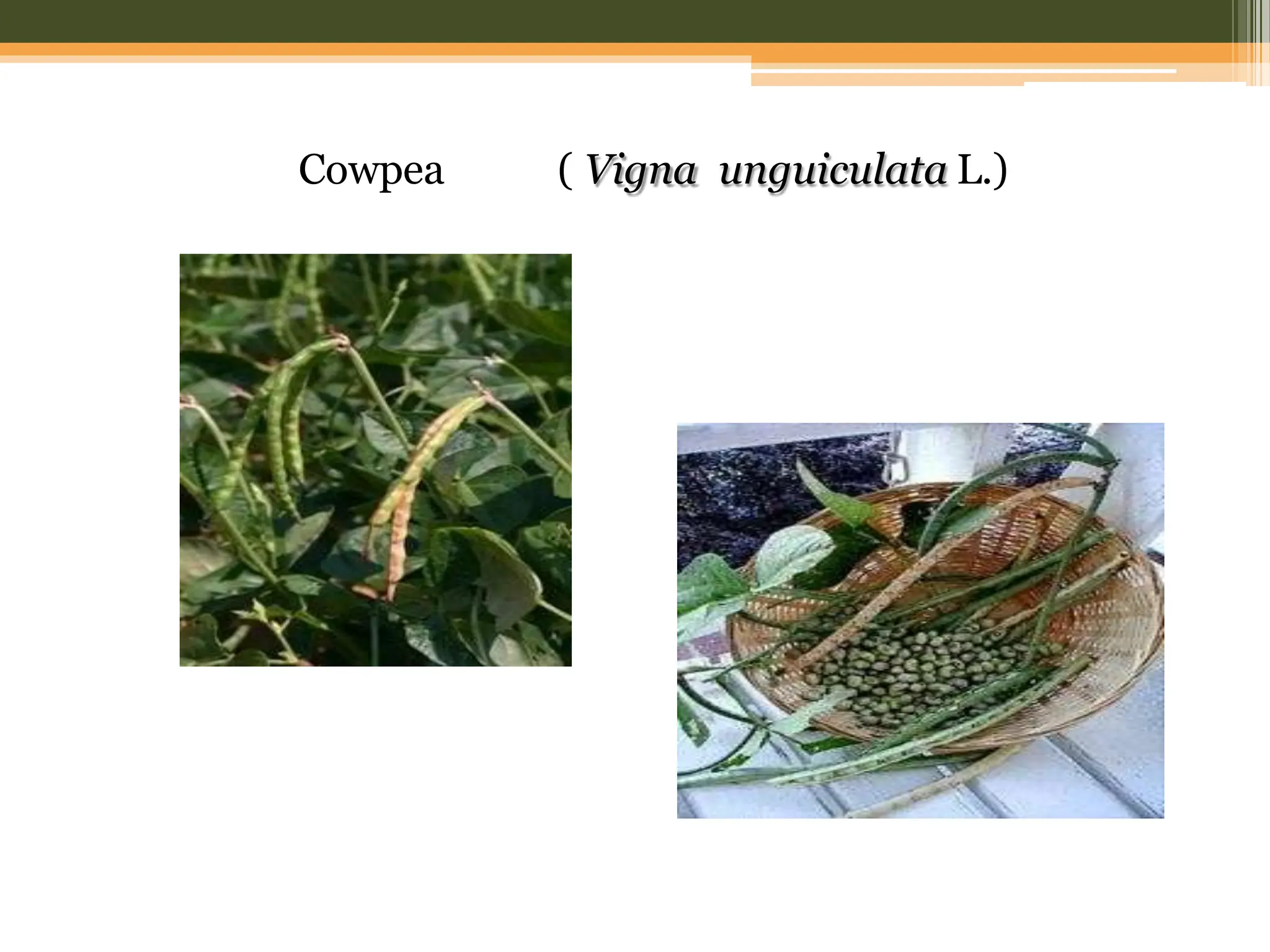2. Classification and importance of leguminous crops | PPT