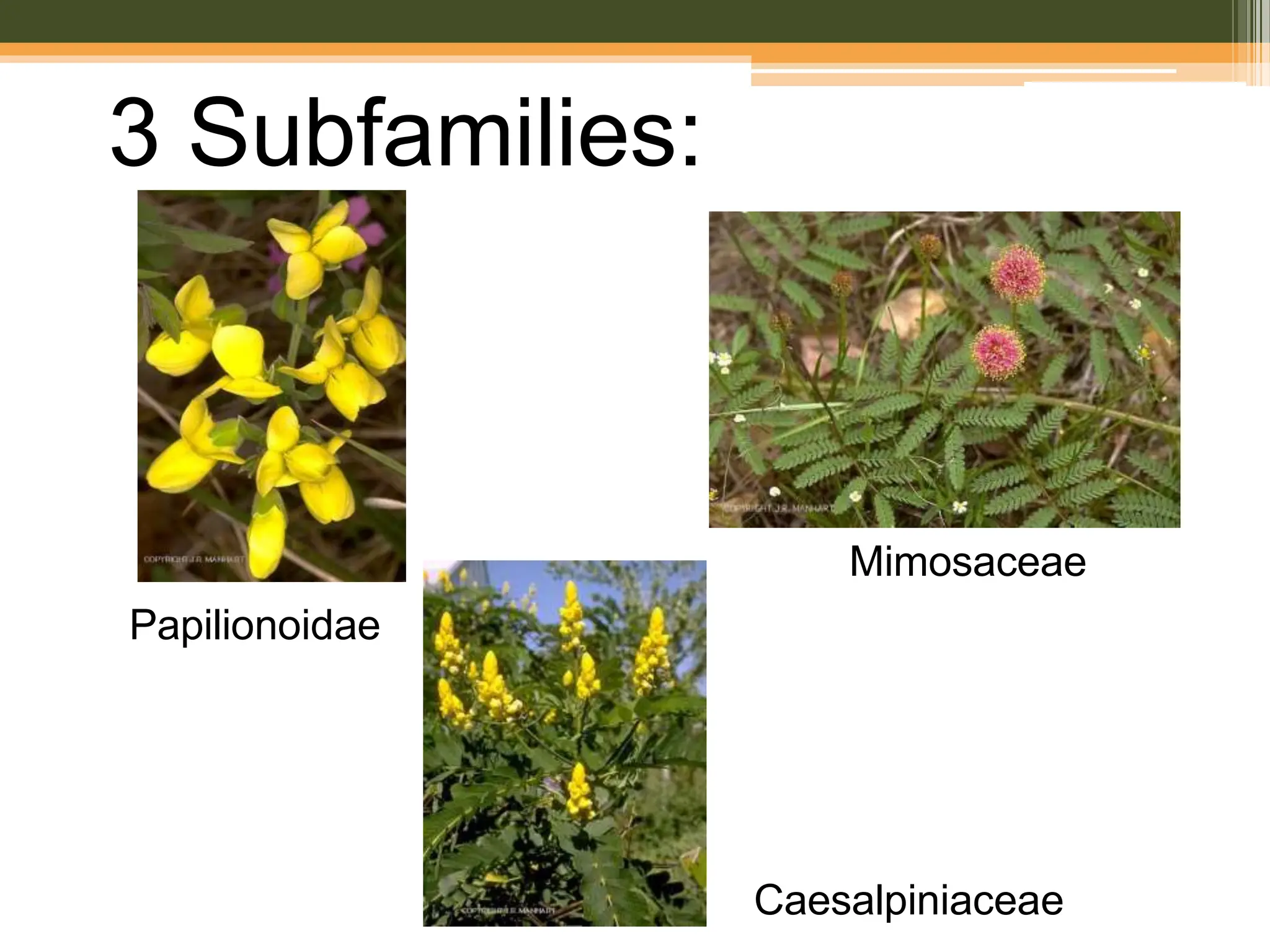 2. Classification and importance of leguminous crops | PPT