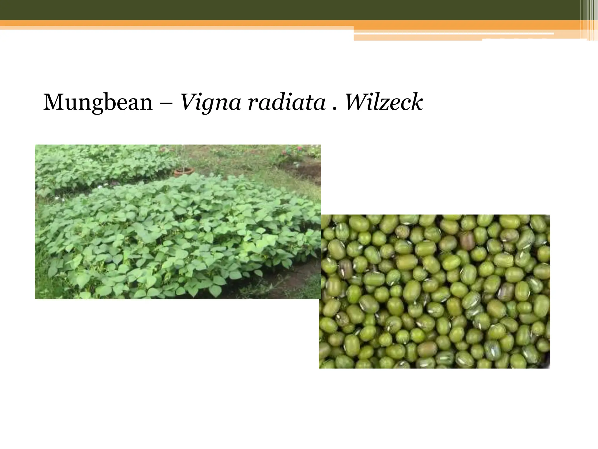 2. Classification and importance of leguminous crops | PPT