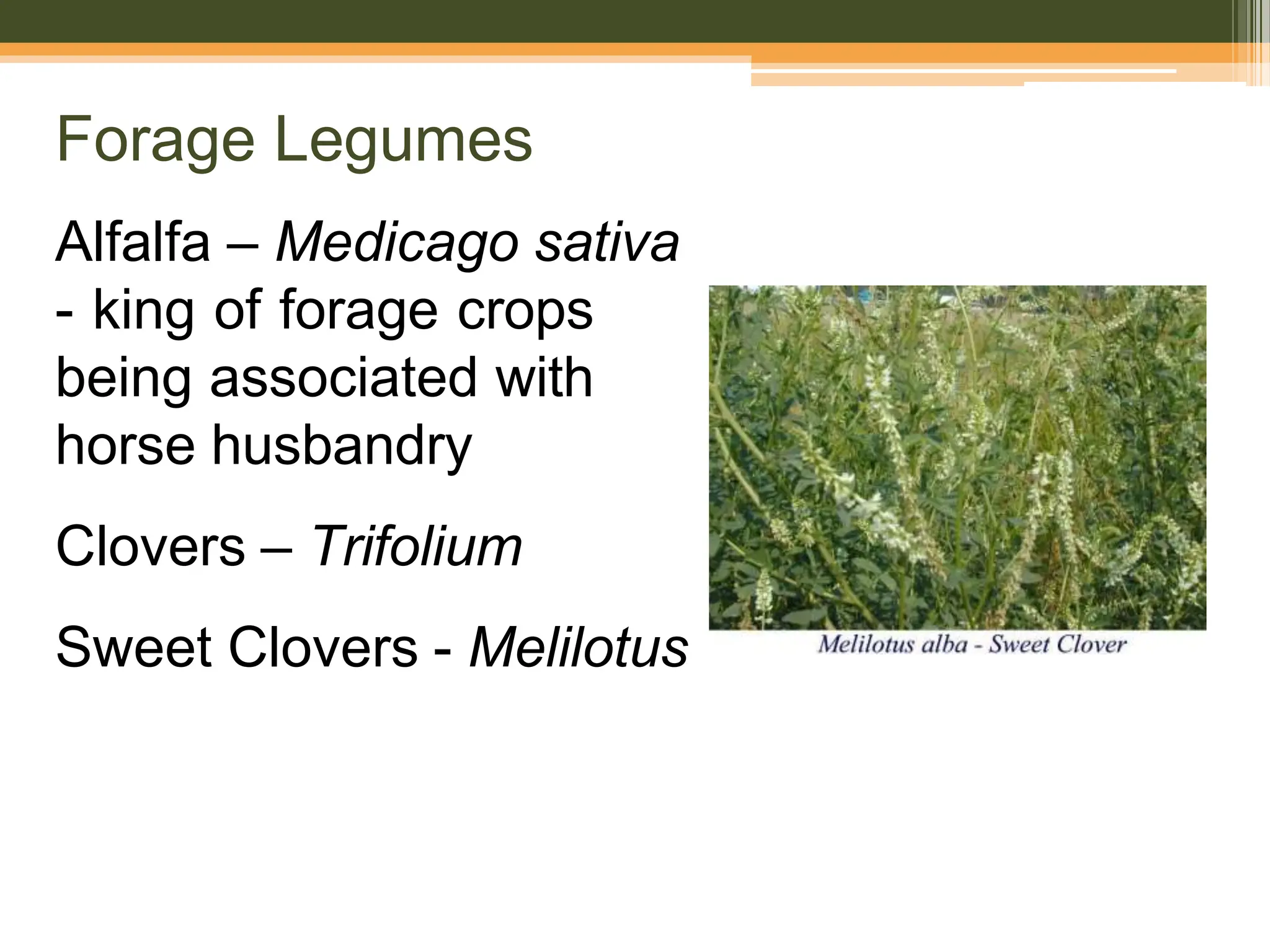 2. Classification and importance of leguminous crops | PPT