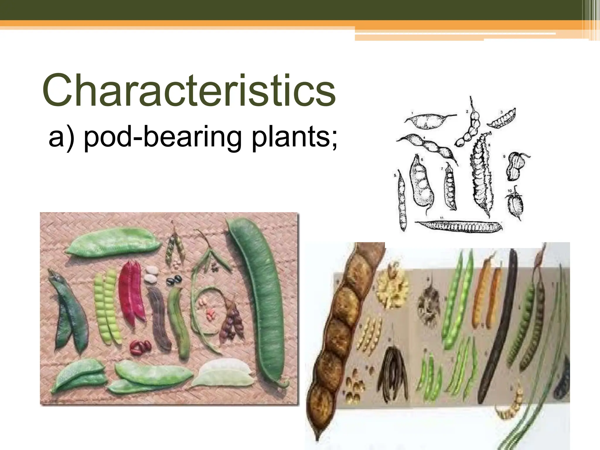2. Classification and importance of leguminous crops | PPT