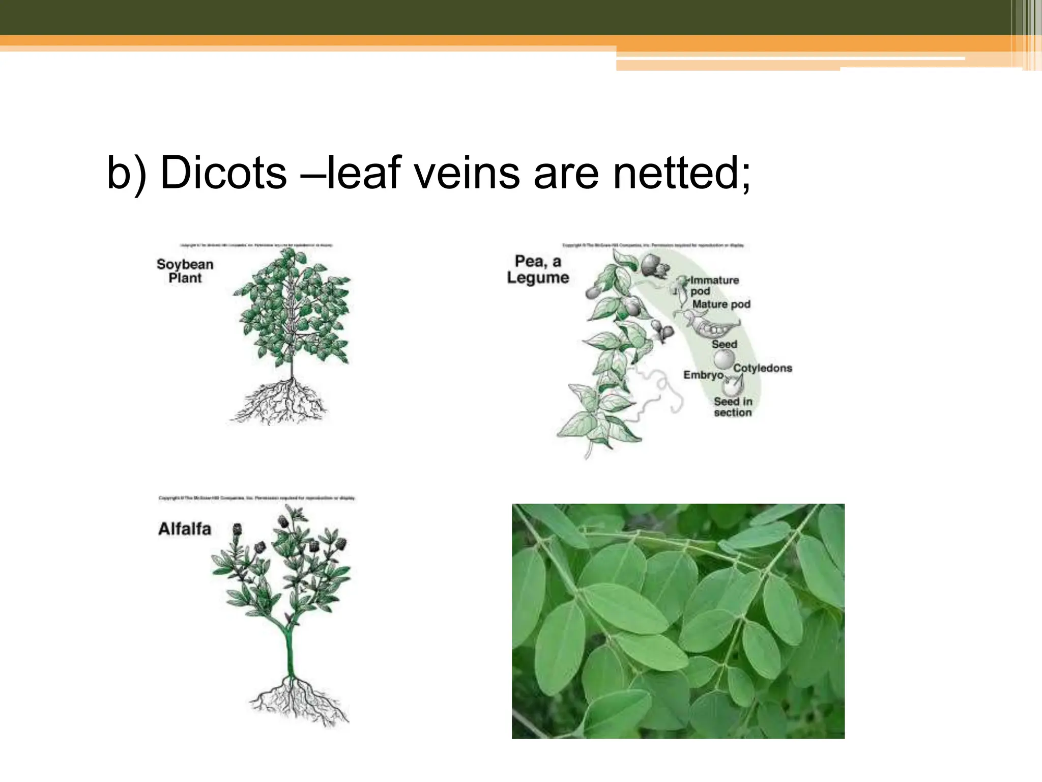 2. Classification and importance of leguminous crops | PPT