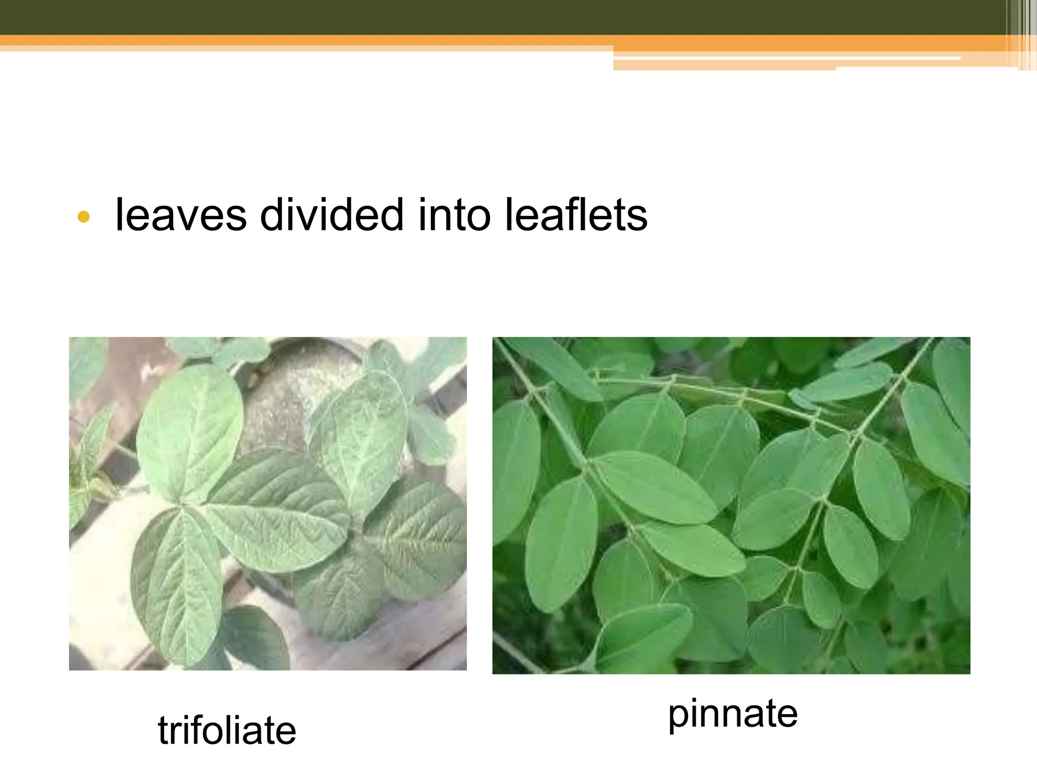 2. Classification and importance of leguminous crops | PPT