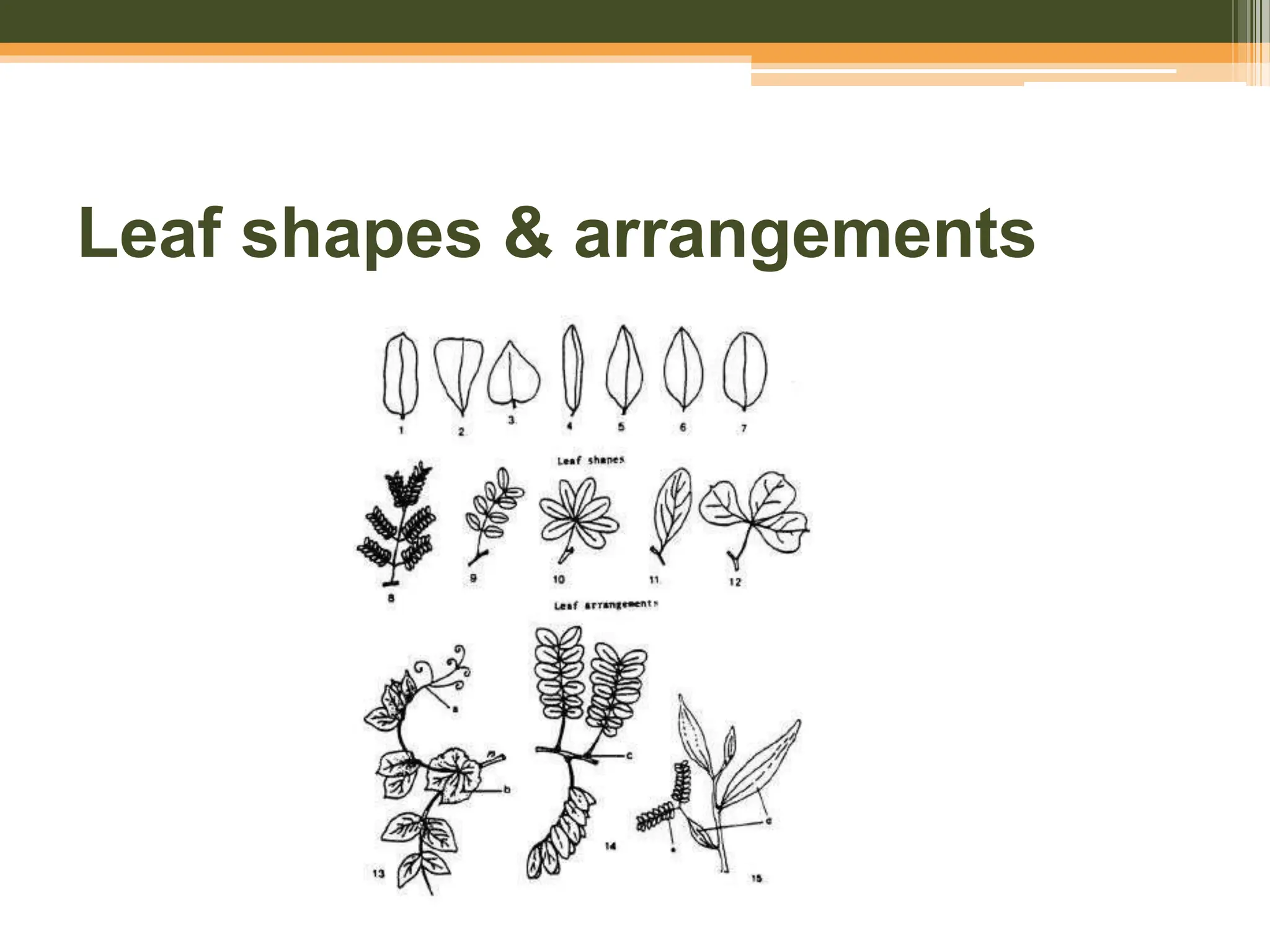 2. Classification and importance of leguminous crops | PPT