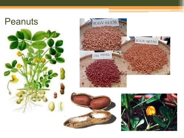 2. Classification and importance of leguminous crops | PPT