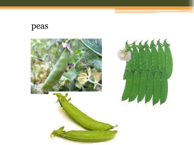 2. Classification and importance of leguminous crops | PPT