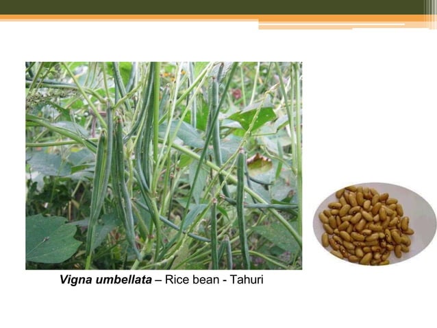 2. Classification and importance of leguminous crops | PPT
