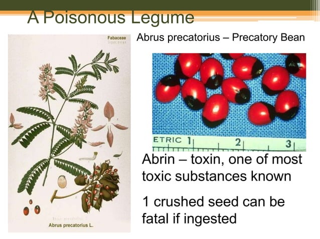 2. Classification and importance of leguminous crops | PPT
