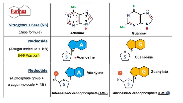 2. Structure of DNA, Watson & Crick Model.pptx