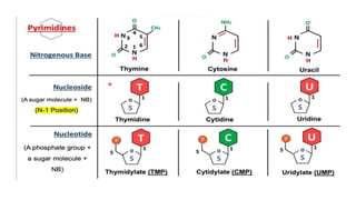 2. Structure of DNA, Watson & Crick Model.pptx