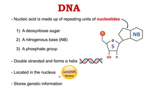 2. Structure of DNA, Watson & Crick Model.pptx