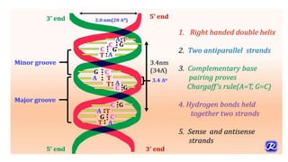 2. Structure of DNA, Watson & Crick Model.pptx