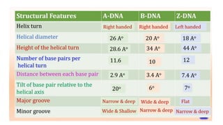 2. Structure of DNA, Watson & Crick Model.pptx