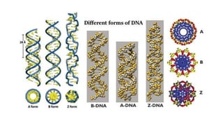 2. Structure of DNA, Watson & Crick Model.pptx