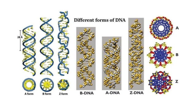 2. Structure of DNA, Watson & Crick Model.pptx