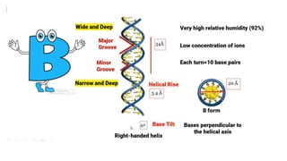 2. Structure of DNA, Watson & Crick Model.pptx