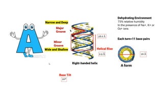 2. Structure of DNA, Watson & Crick Model.pptx