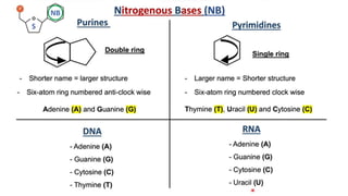 2. Structure of DNA, Watson & Crick Model.pptx