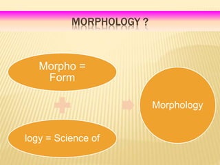 2. Morphology - Morphemfdsdfsfdses - Copy.pptx