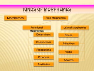 2. Morphology - Morphemfdsdfsfdses - Copy.pptx
