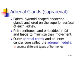 2.6 Endocrine System.ppt2.6 Endocrine System.ppt2.6 Endocrine System ...