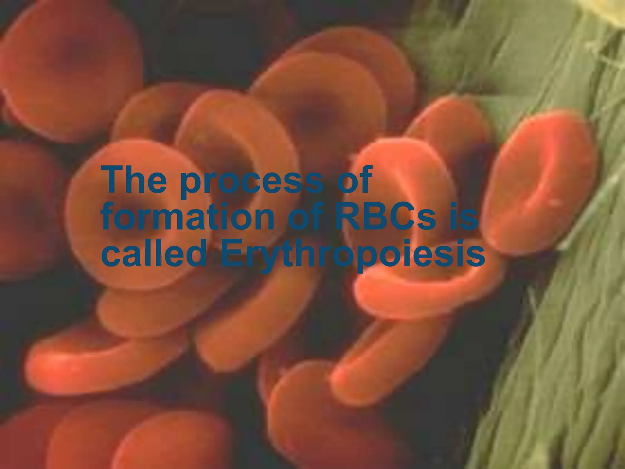 2. ERYTHROPOIESIS.ppt11111111111111111111 | PPT