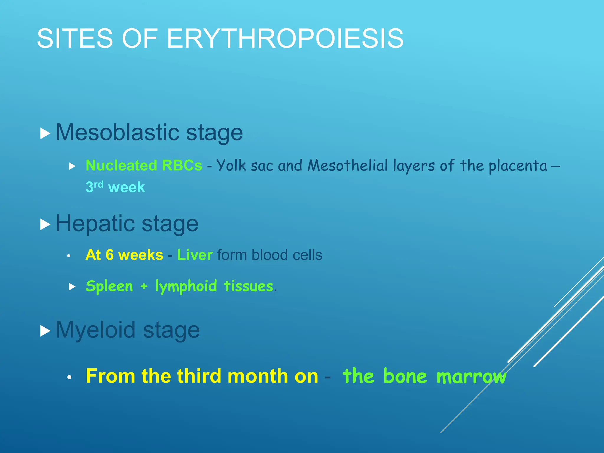 2 Erythropoiesis Ppt11111111111111111111 Ppt