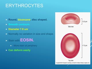 2. ERYTHROPOIESIS.ppt11111111111111111111 | PPT