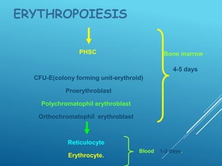 2. ERYTHROPOIESIS.ppt11111111111111111111 | PPT