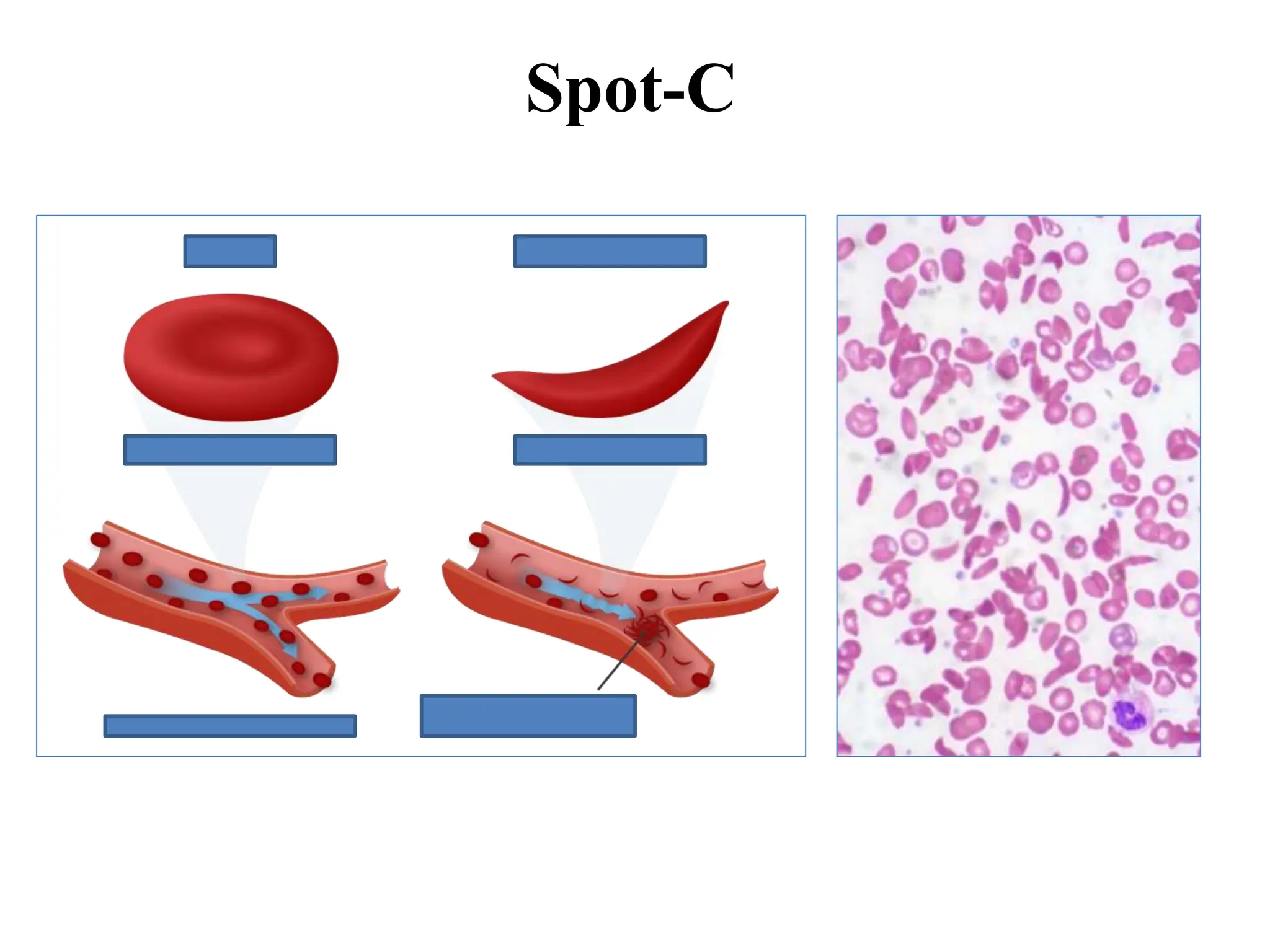 Genetics pRACTICAL Spotting Exam 2022.pptx