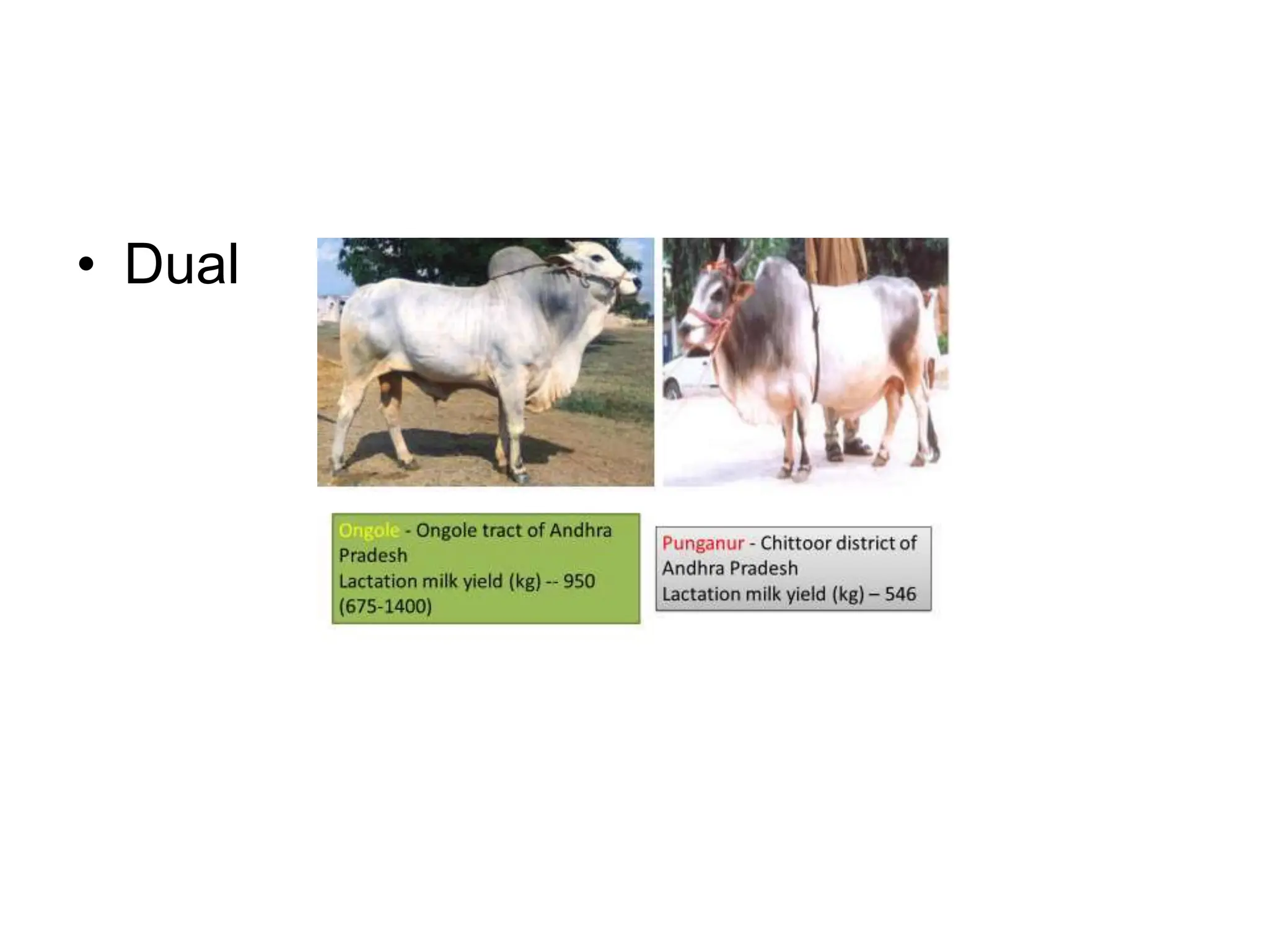 2.BREEDS OF LIVESTOCK BREEDS OF LIVESTOCK.ppt