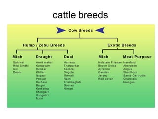 2.BREEDS OF LIVESTOCK BREEDS OF LIVESTOCK.ppt