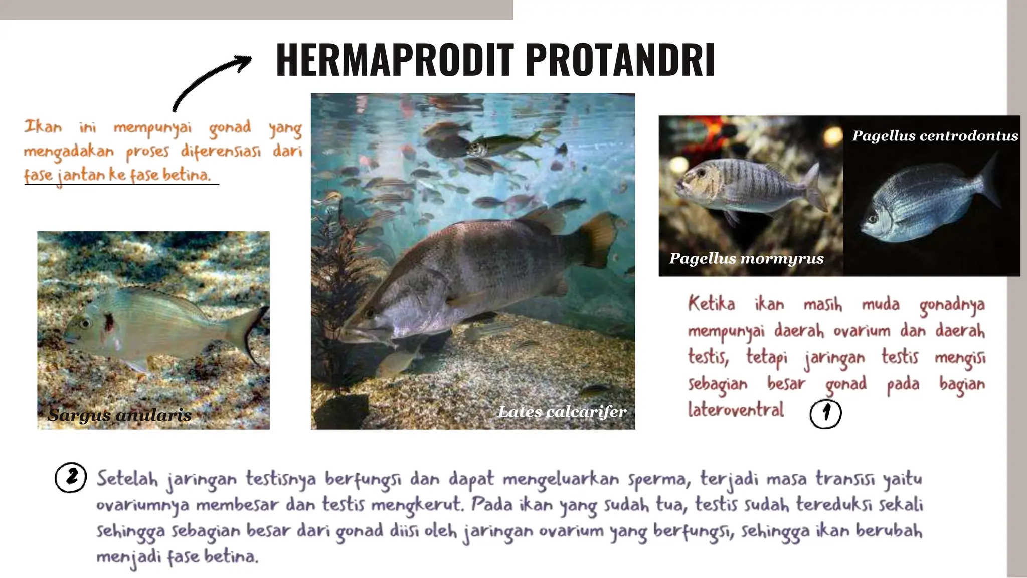 2. Bioper Seksualitas ikan (wecompress.com).pptx