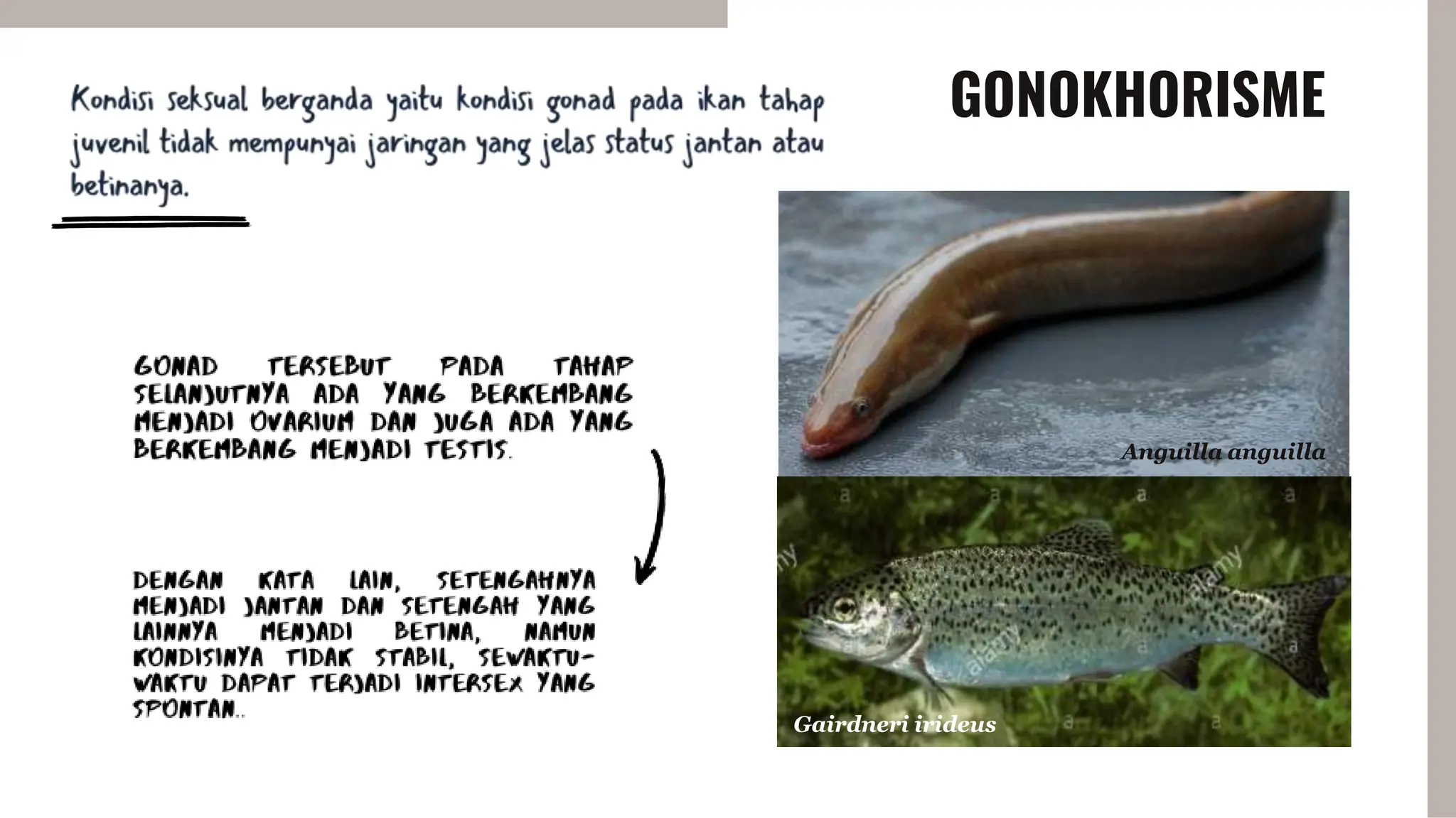 2. Bioper Seksualitas ikan (wecompress.com).pptx