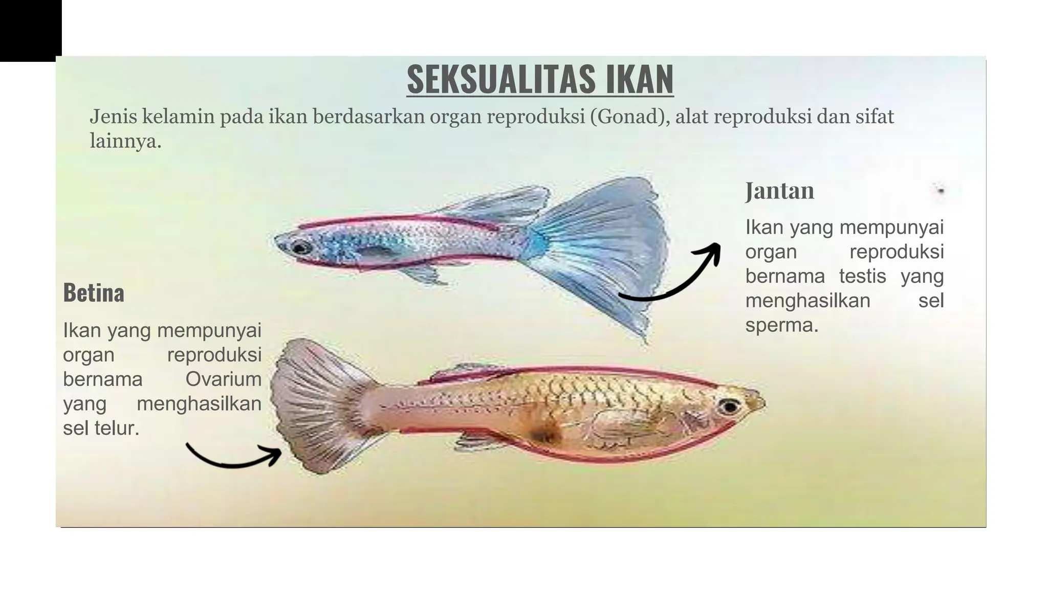 2. Bioper Seksualitas ikan (wecompress.com).pptx