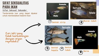 2. Bioper Seksualitas ikan (wecompress.com).pptx