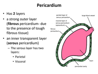 2cvs.The Heart and. Its Covering 2-1.pdf