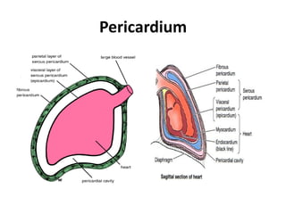 2cvs.The Heart and. Its Covering 2-1.pdf