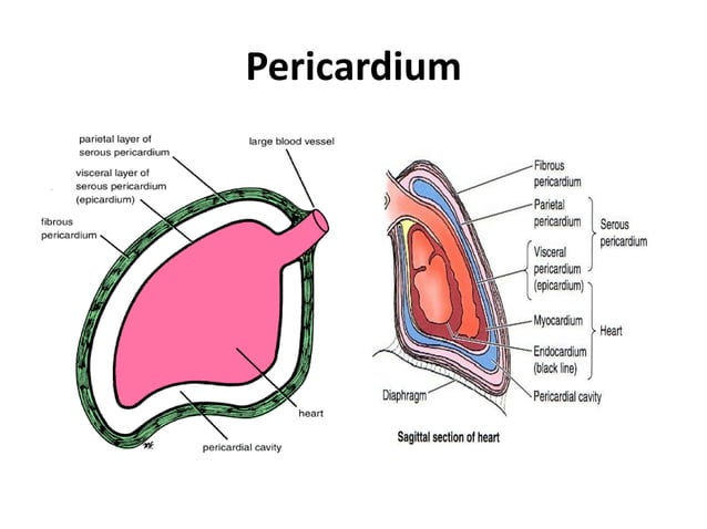 2cvs.The Heart and. Its Covering 2-1.pdf