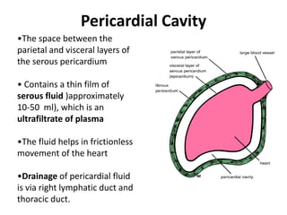 2cvs.The Heart and. Its Covering 2-1.pdf
