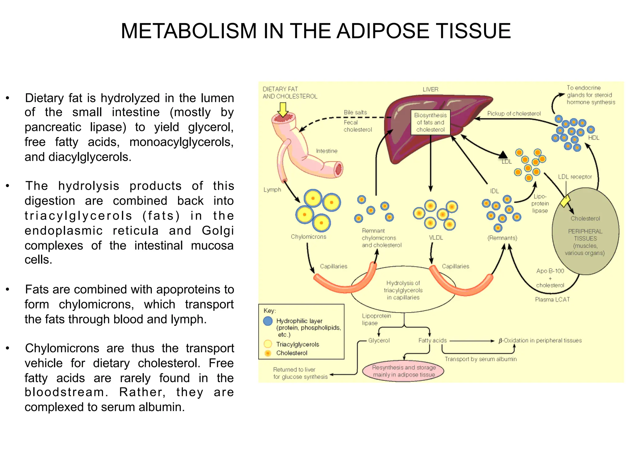 2. Tissue-specific metabolism in human body | PDF